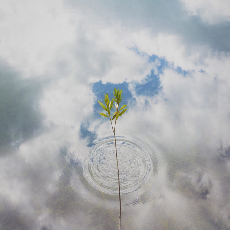 8 Lessons to Learn From Nature – Intelligent Change