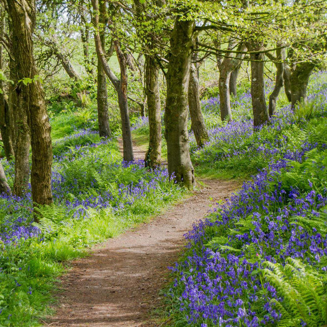 Outdoor Therapy: Benefits of Reconnecting with Nature – Intelligent Change